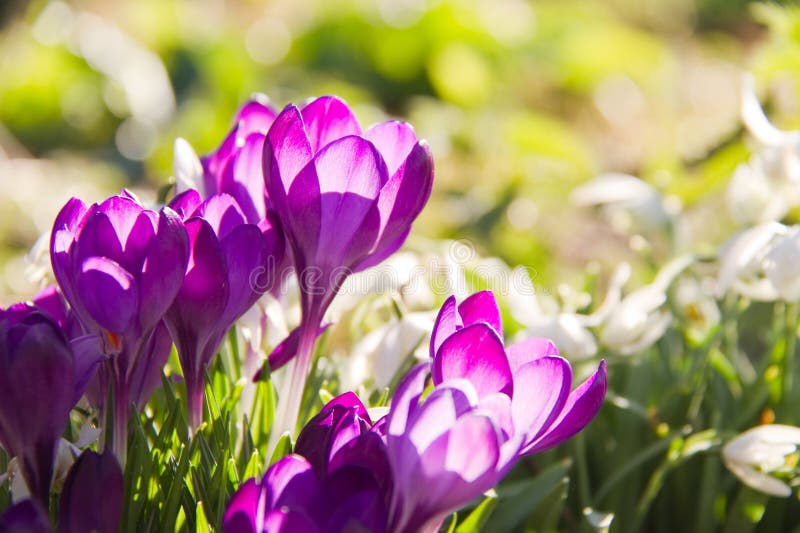 Spring Shadows in a Crocus Field Stock Image - Image of softened ...