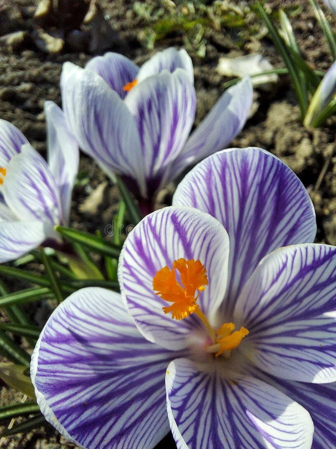 Spring Shafran Flowers stock image. Image of shafran - 234277155