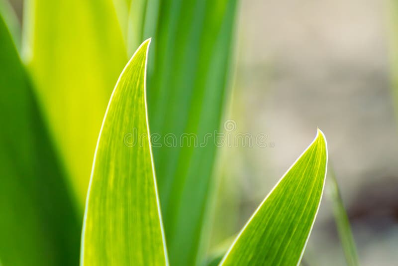 Spring Sharp Green Young Grass Leaves with Blur Stock Photo - Image of ...