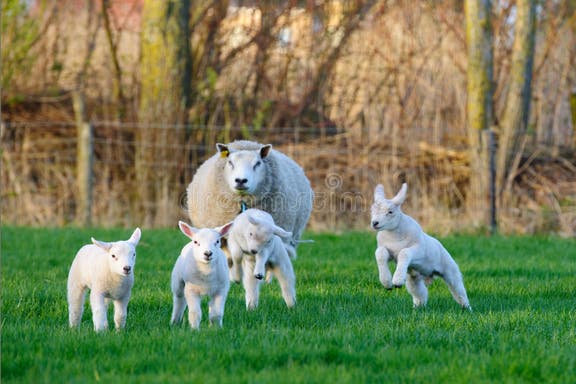 Spring sheep stock image. Image of lamb, small, family - 19144849