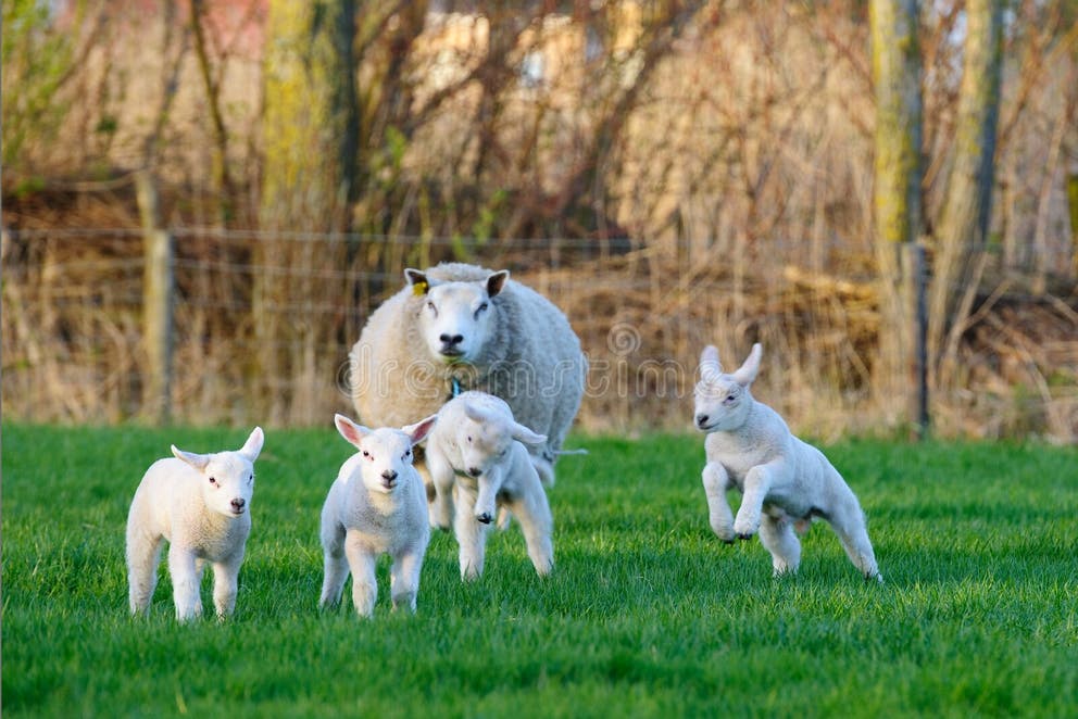 Spring sheep stock image. Image of lamb, small, family - 19144849