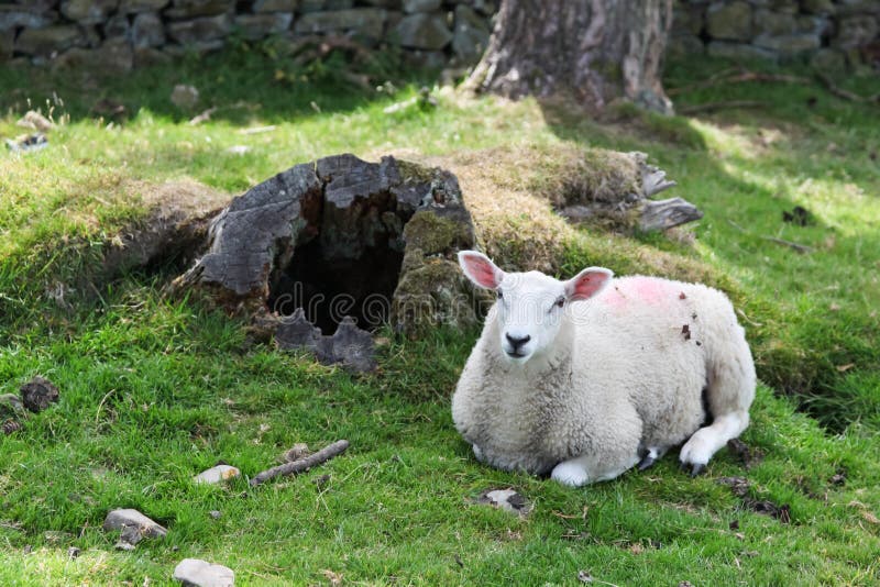 Spring Sheep stock photo. Image of season, kingdom, hole - 28800018