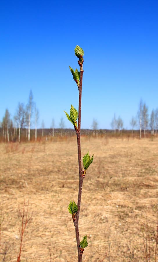Spring sheet stock photo. Image of idyllic, climate, beautiful - 12837532