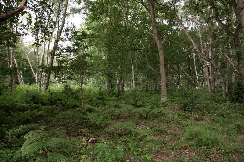 Spring in Sherwood Forest, Nottingham, UK Stock Photo - Image of ...