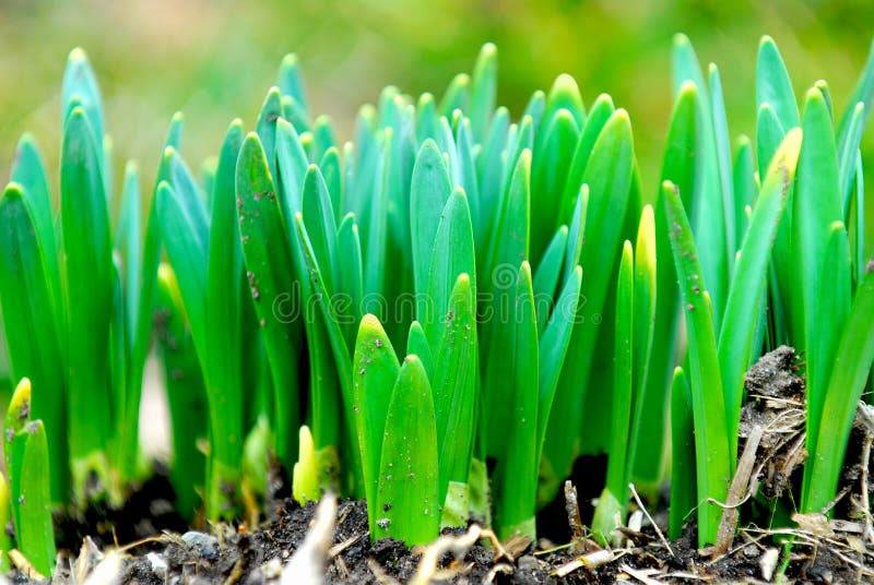 Spring shoots stock photo. Image of natural, gardening - 2211980