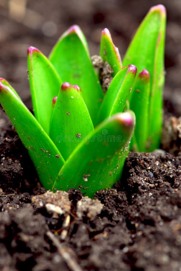 Spring shoots stock image. Image of close, daffodils, detail - 2223813