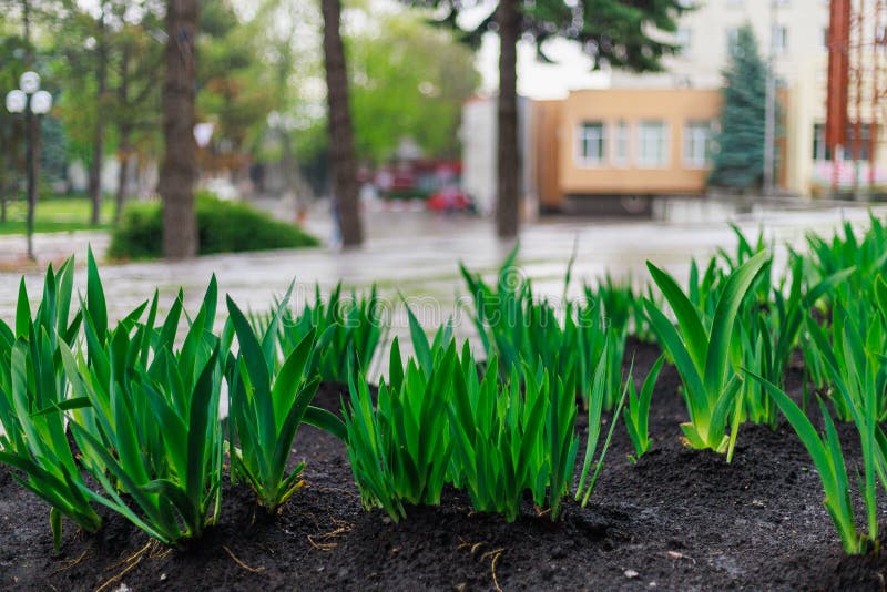 Spring Shoots of Flowers in a Flower Bed after Rain. Background with ...
