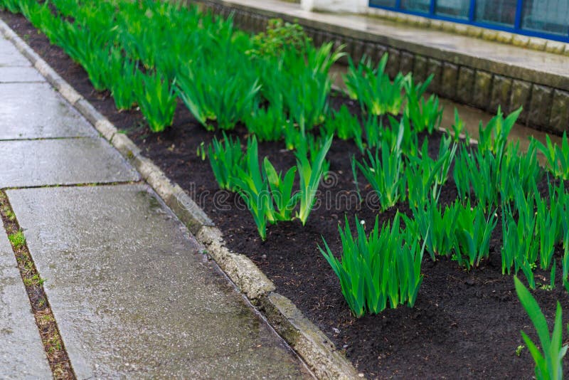 Spring Shoots of Flowers in a Flower Bed after Rain. Background with ...