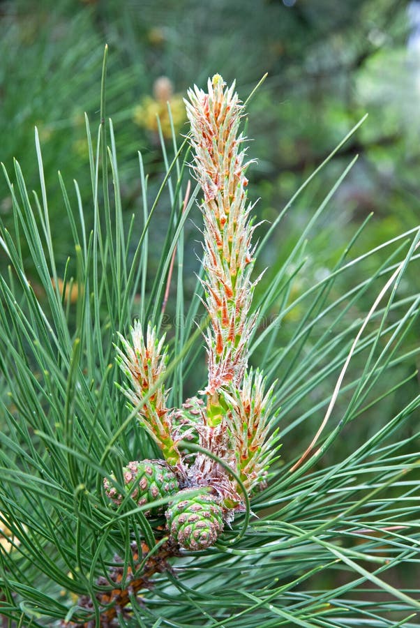 Spring shoots of pine stock image. Image of outdoor - 182489515