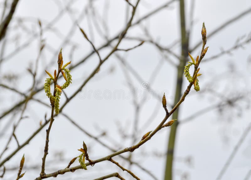 Spring Shoots of Poplar after Rain on the Background of a Cloudy Sky ...
