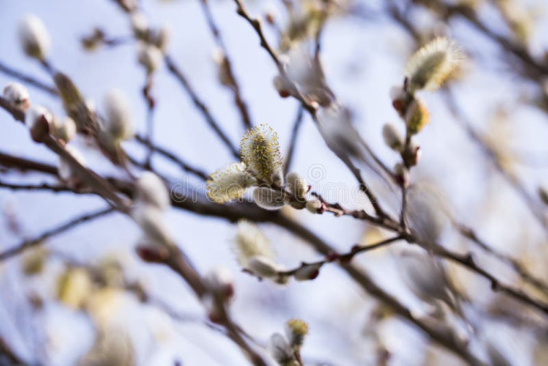 Spring Shoots on Salix Branches Stock Image - Image of green, macro ...