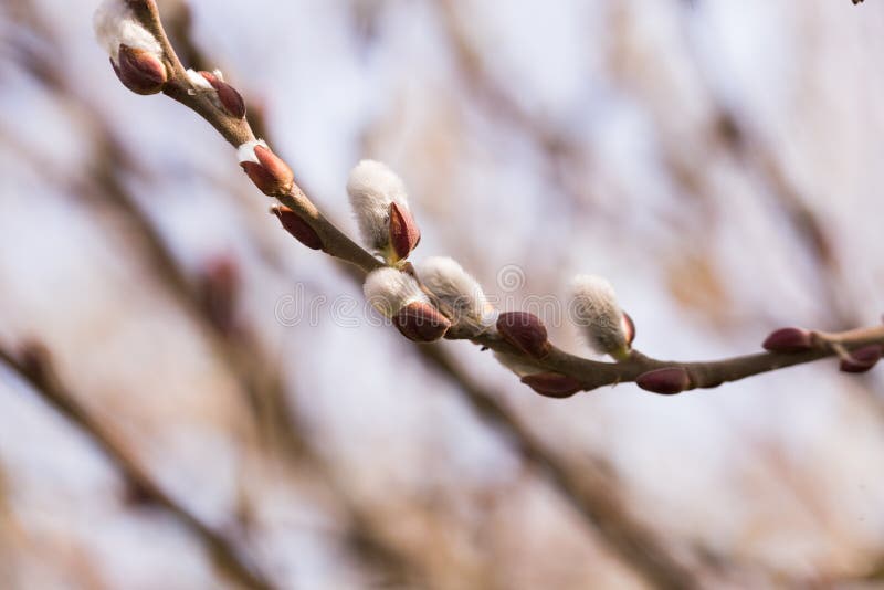 Spring Shoots on Salix Branches Stock Image - Image of branch, vela ...