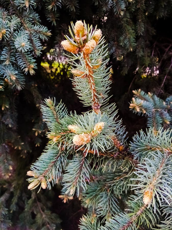 Spring Shoots on Spruce Branches. Stock Photo - Image of leaf ...