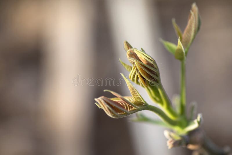 Spring Shoots of Toona Sinensis Stock Photo - Image of sinensis, spring ...