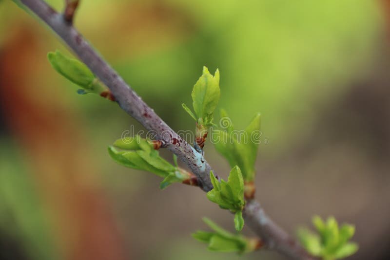 The Spring Shoots Of The Tree Stock Image - Image of branch, macro ...