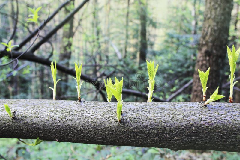 Spring Shoots on Tree Trunk Stock Image - Image of fresh, gardening ...