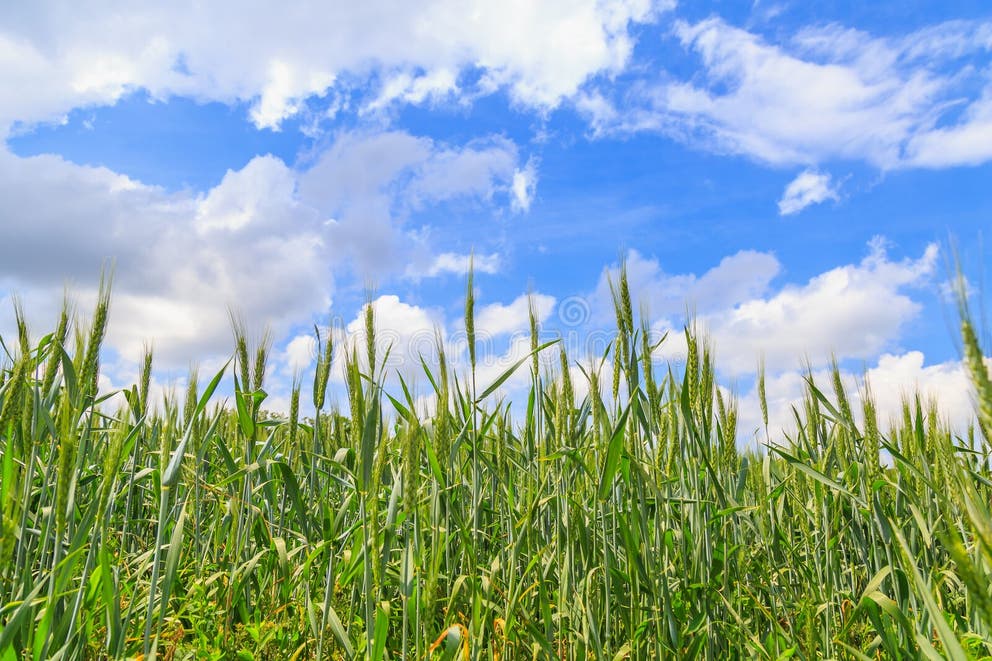 Spring Shoots of Wheat in a Field with Beautiful Sky. Background Stock ...