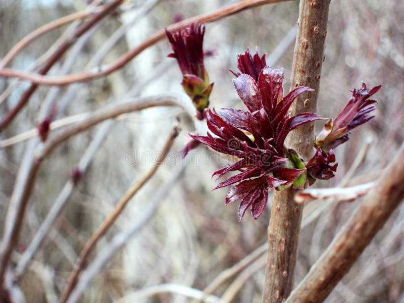 Spring Shoots with Young Leaves Photo Stock Image - Image of tree ...
