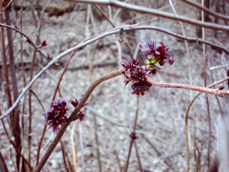 Spring Shoots with Young Leaves Photo Stock Image - Image of leaf ...