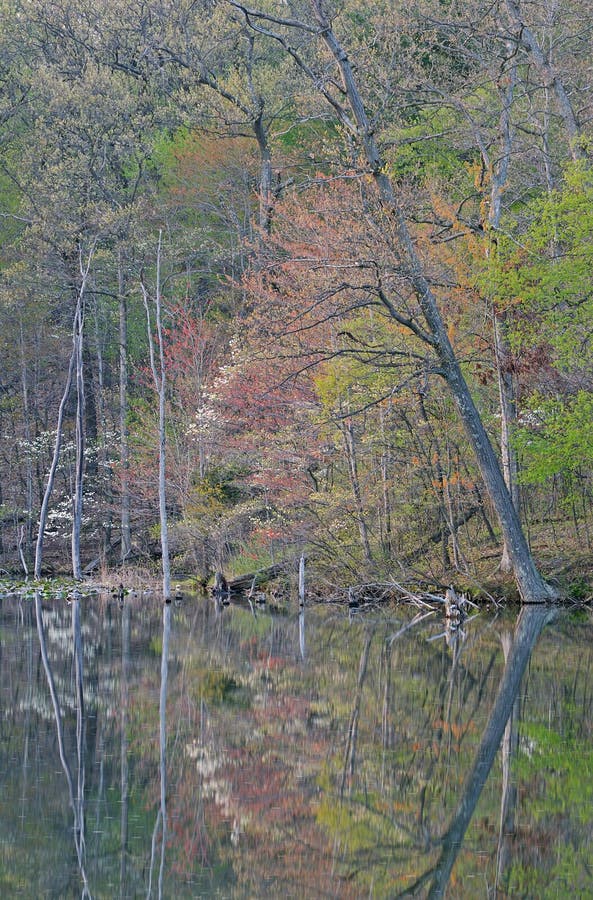 Spring Shoreline stock image. Image of shore, outdoors - 5389163