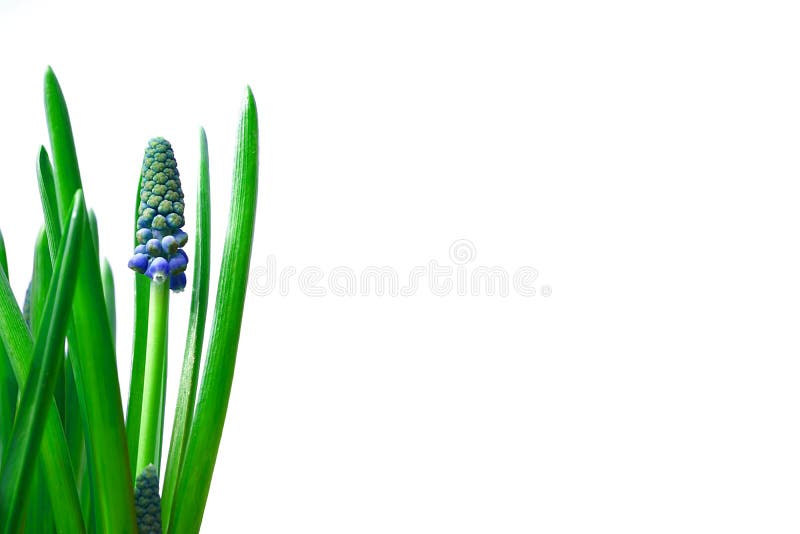 Spring Shot of Blue Magic Flower Stock Photo - Image of depth, muscari ...