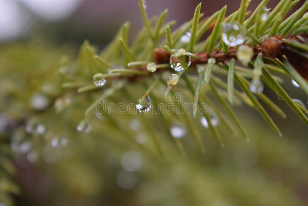 Spring Shower Rain stock photo. Image of spring, green - 89336488