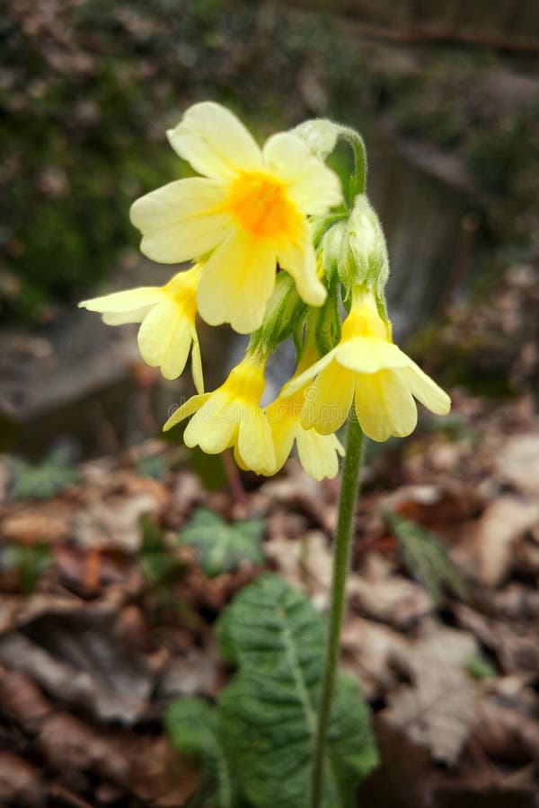 Spring always Shows Itself with Beautiful Flowers, Love the Primula ...