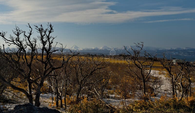Spring Shrub on the Background of Volcanoes Stock Image - Image of ...