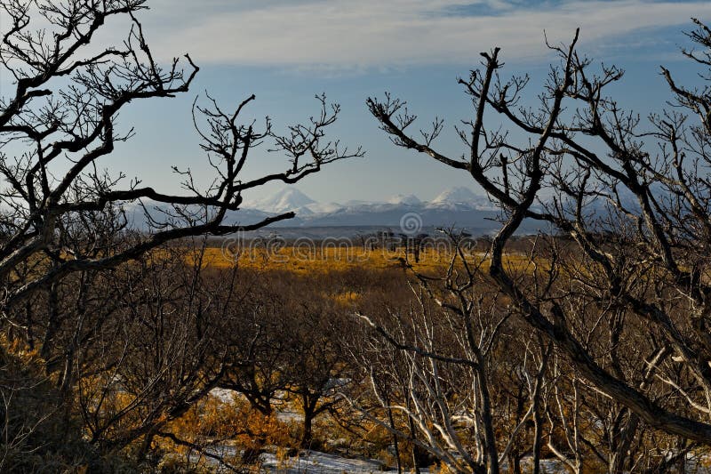 Spring Shrub on the Background of Volcanoes Stock Photo - Image of ...