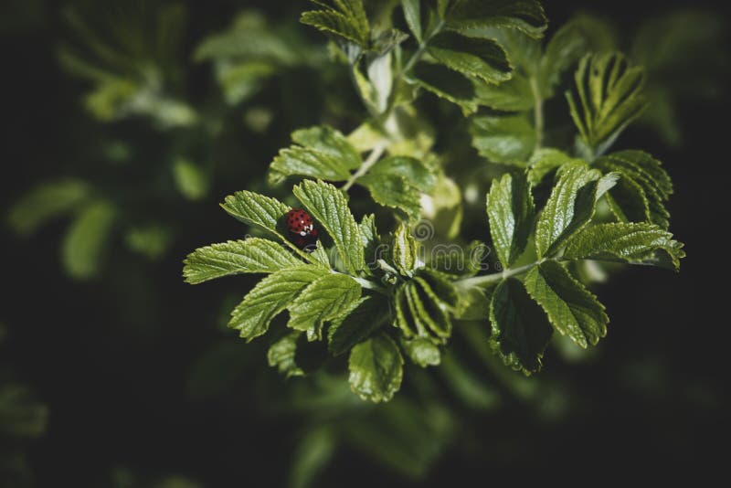 A Spring Shrub with Green Leaves and a Red Ladybug in the Warmth of the ...