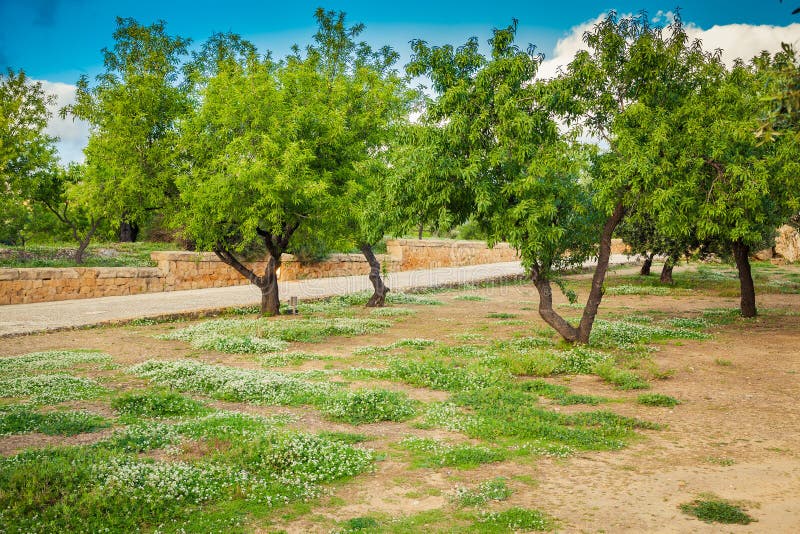 Spring in Sicily stock photo. Image of grass, tranquil - 51781476