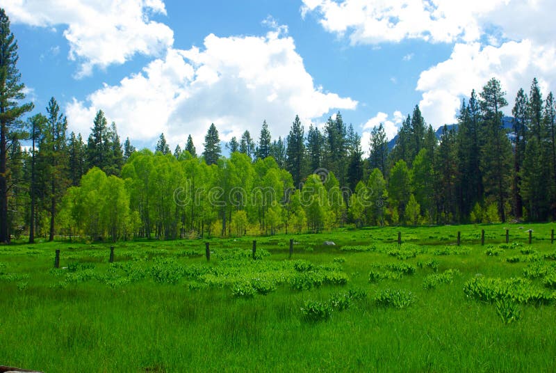 Yosemite Forest stock photo. Image of park, trees, serene - 162238