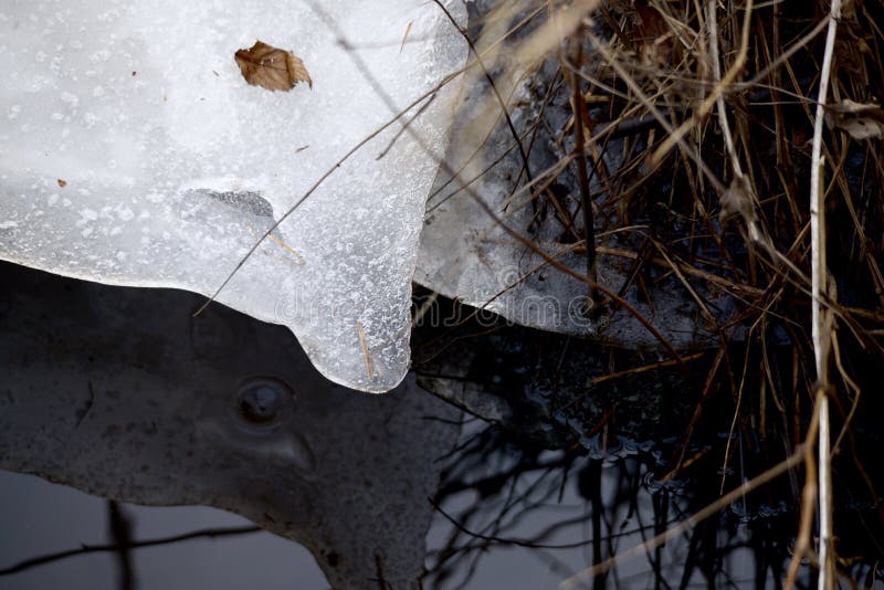 Spring Signs Ice Backgrounds Closeups Stock Photo - Image of landscape ...