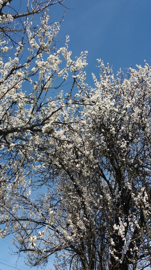 Spring stock photo. Image of spring, simple, beautiful - 119606676