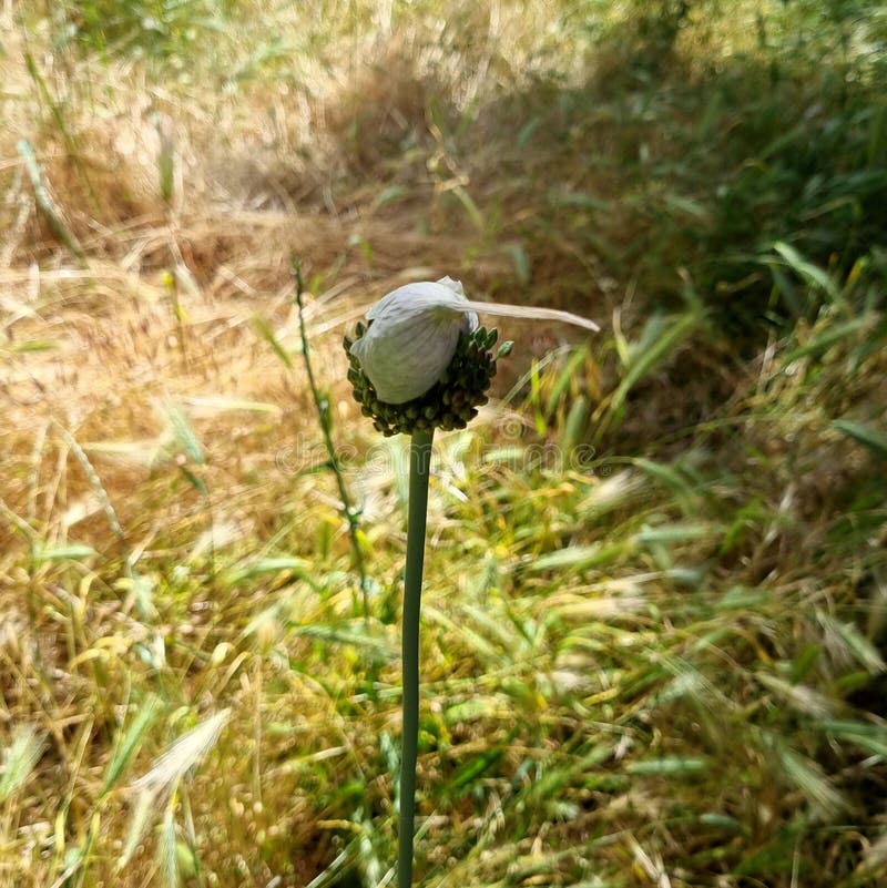 Spring singular plants stock photo. Image of leaf, meadow - 251576378