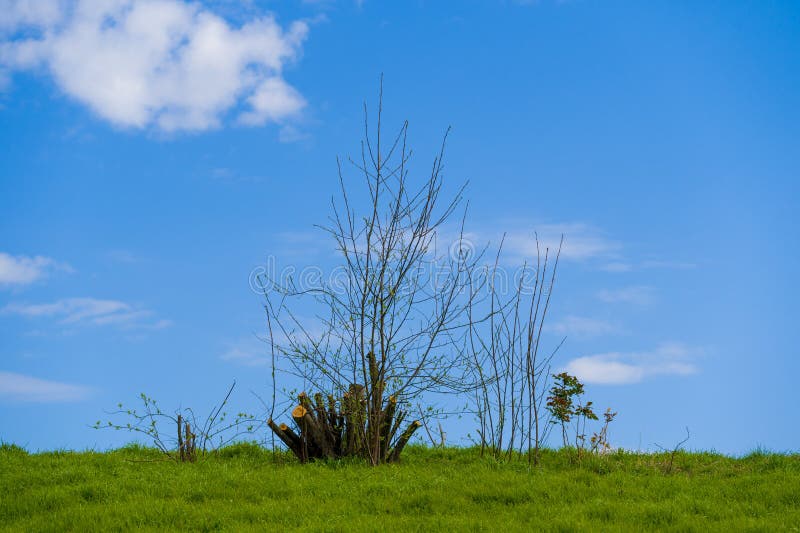 New Sprouts of Cutted Tree on Green Slope on Blue Sky Background Stock ...