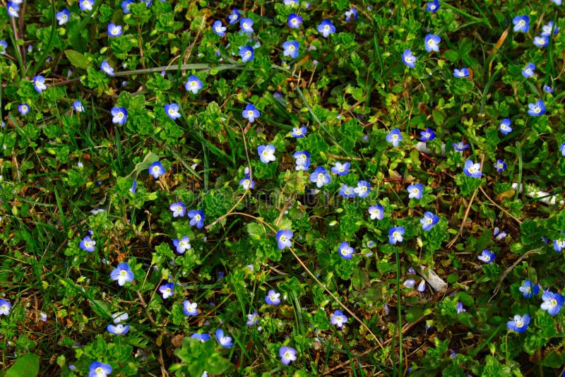 Spring sketches stock photo. Image of meadow, forest - 69117458