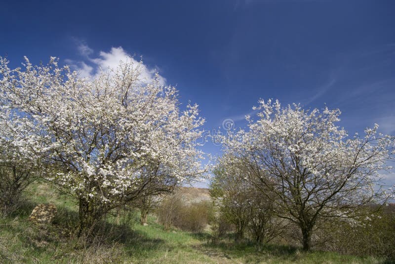 Spring Sky Background stock photo. Image of tree, white - 5340928