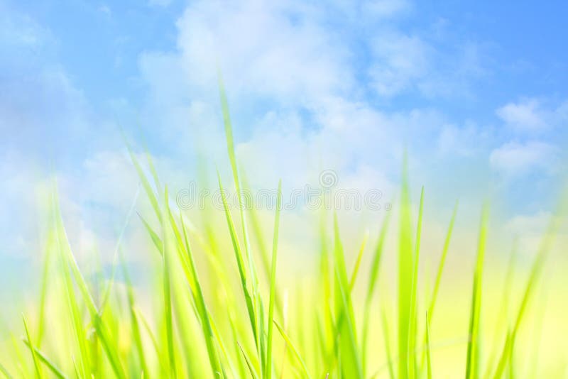 Spring Sky Background with Green Grass Stock Photo - Image of sunlight ...