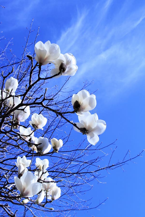 Spring Sky and Flowers stock photo. Image of background - 2340176