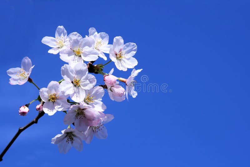 Spring Sky and Flowers stock photo. Image of blue, beauty - 2340198
