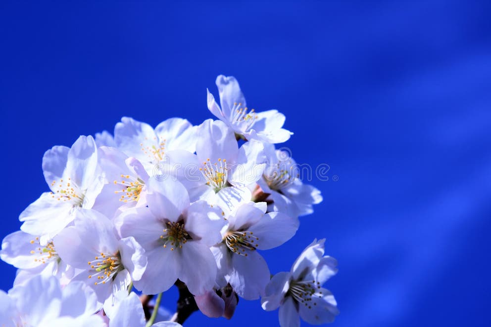 Spring Sky and Flowers stock photo. Image of clouds, blossom - 2340214
