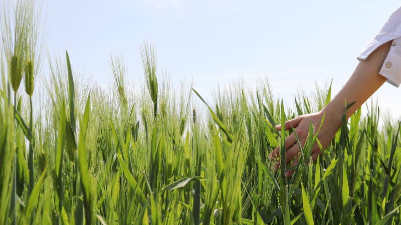 The Spring Sky and the Green Barley Field. Green Barley Fields and ...