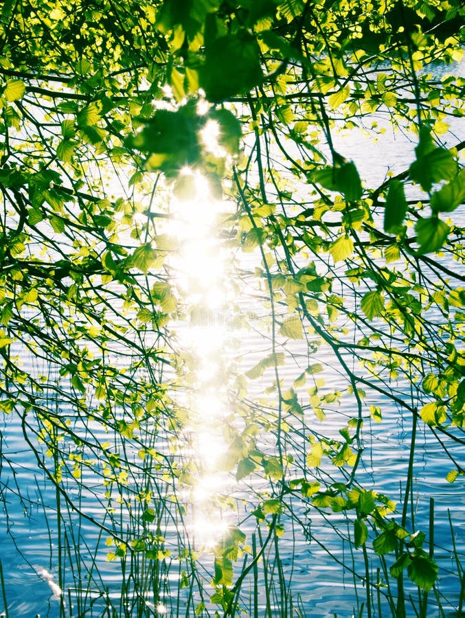 Spring Sky and Green Young Foliage Stock Image - Image of greenth, real ...