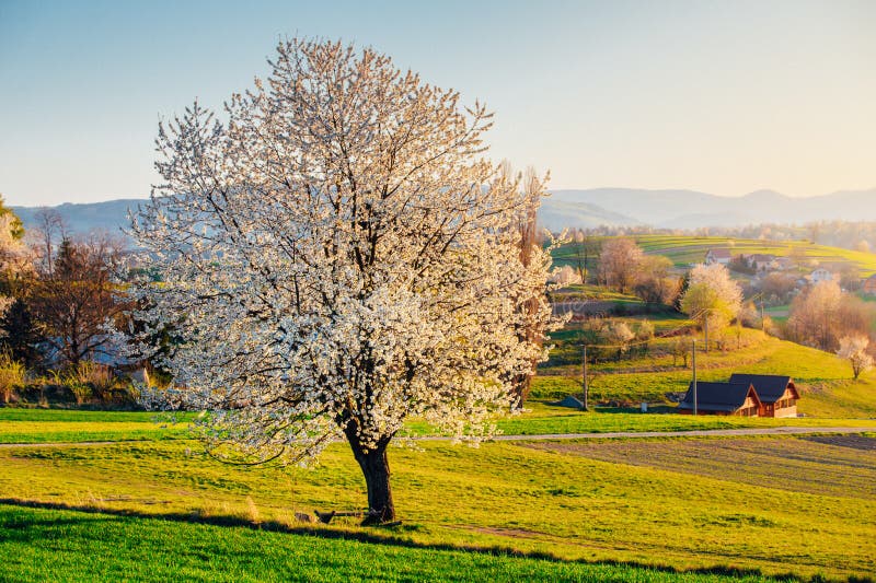 Spring in Slovakia. Meadows and Fields Landscape Near Hrinova Stock ...
