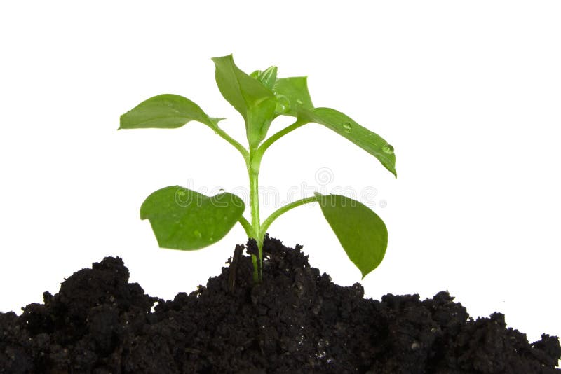 Spring Small Green Sprout Grows on the Ground. Isolated on White ...