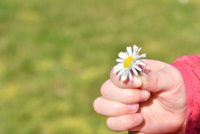The spring in small hand stock photo. Image of small - 142805444