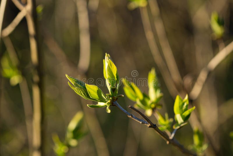 Spring Small Leaves on Tree Nature Outdoor Stock Image - Image of ...