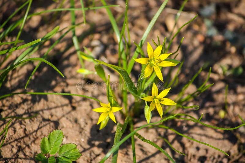 Spring Small Flowers of Goose Onions (Gagea) in the Forest. Stock Image ...
