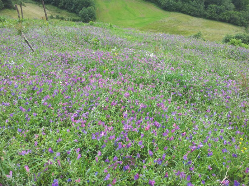 Spring stock image. Image of colours, outdoor, nature - 60585473